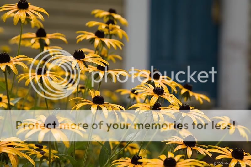 A pair of native Canadian flowers. -- Wildlife in photography-on-the ...