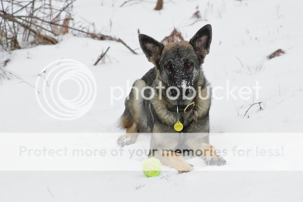 Ellie | German Shepherds Forum