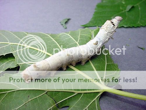 Morning Open Thread--Science Tidbits Edition