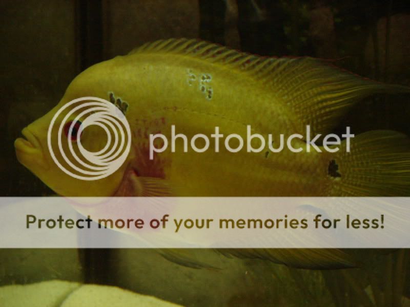 Quick pics of Trimac | Cichlid Fish Forum