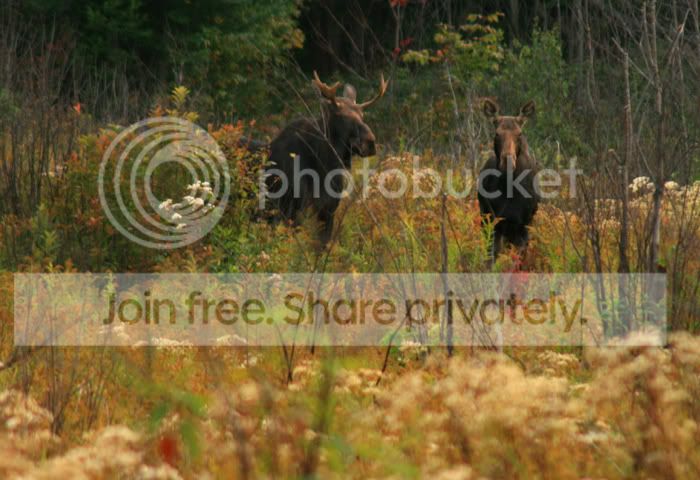 vagal nerve event, or how some moose scared the blood out of me | New ...