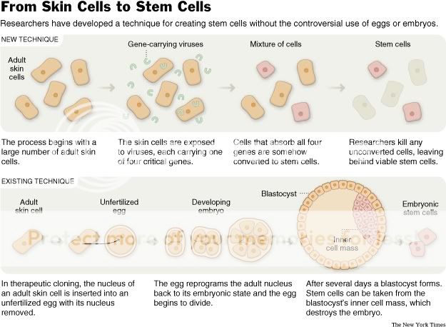 NYTimes: Biologists Make Skin Cells Work Like Stem Cells | the Arabesque